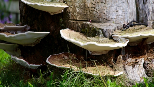 Isolating some fungi strains from diease roots of Dipterocarpus dyeri ...